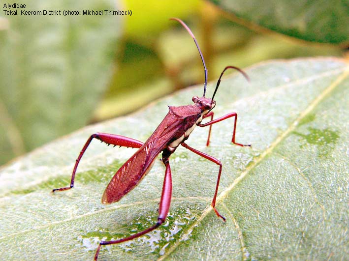 Papua Insects Foundation (Hemiptera/Heteroptera)